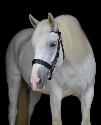 Beautiful Mabel (Friesian Horse) - chilecaballo.cl